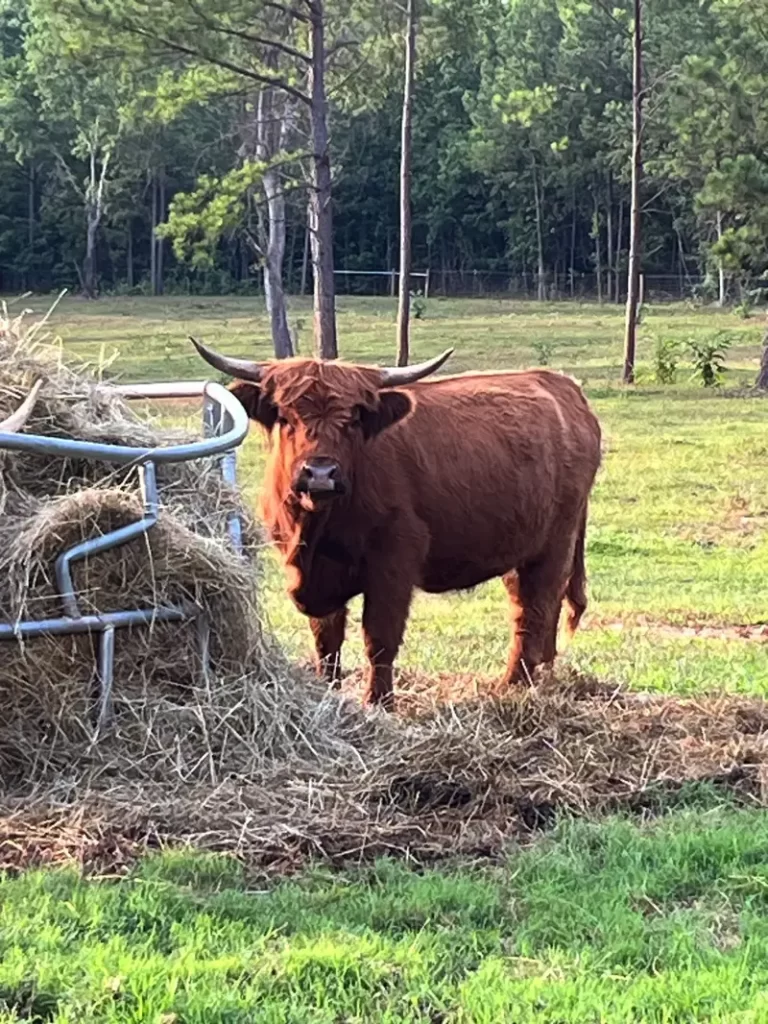 Highland Coos - Five Oaks - Williamston SC